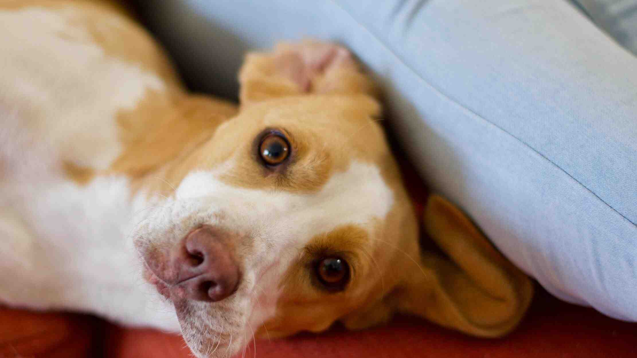 Comment adopter un chien dans un refuge ? - City Plante guide de ... Comment adopter un chien dans un refuge ? - City Plante guide de ...